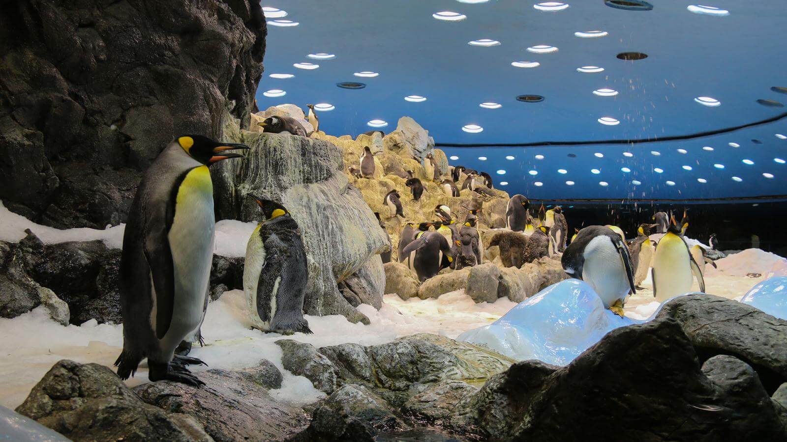 Loro Parque, una excursión familiar | Ciao Isole Canarie